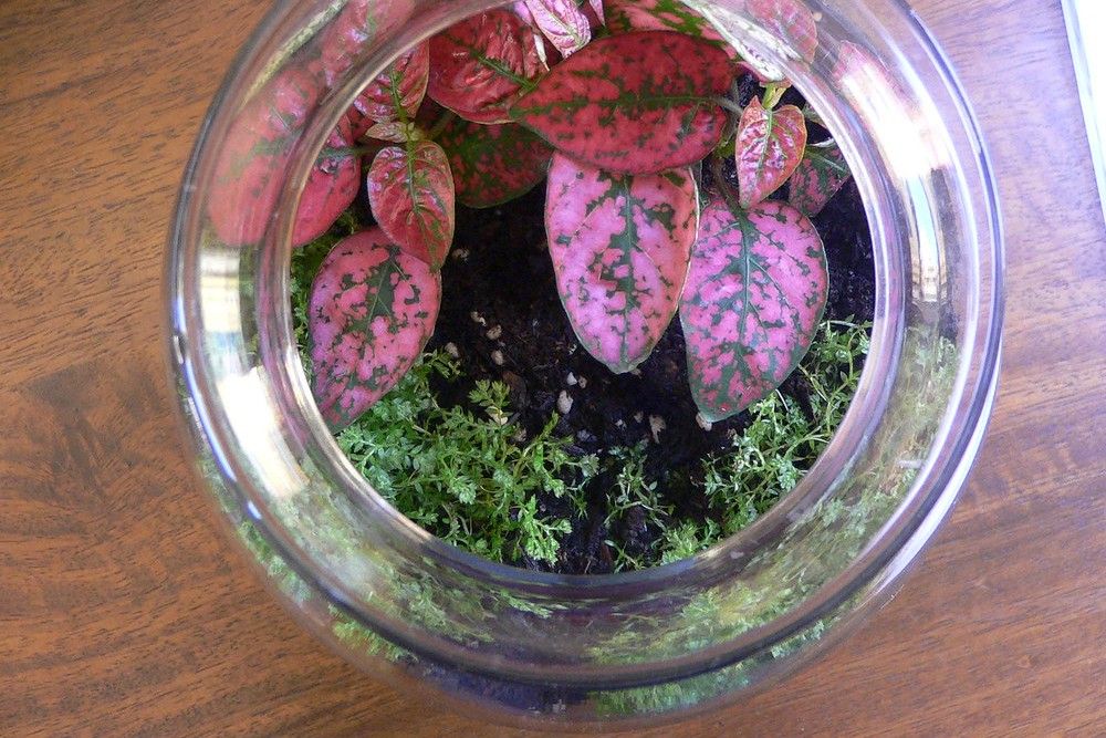How to Make Your Own Terrarium