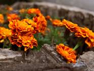6 Beautiful Flower Bed Ideas For Home Garden 6 Beautiful Flower Bed Ideas For Home Garden