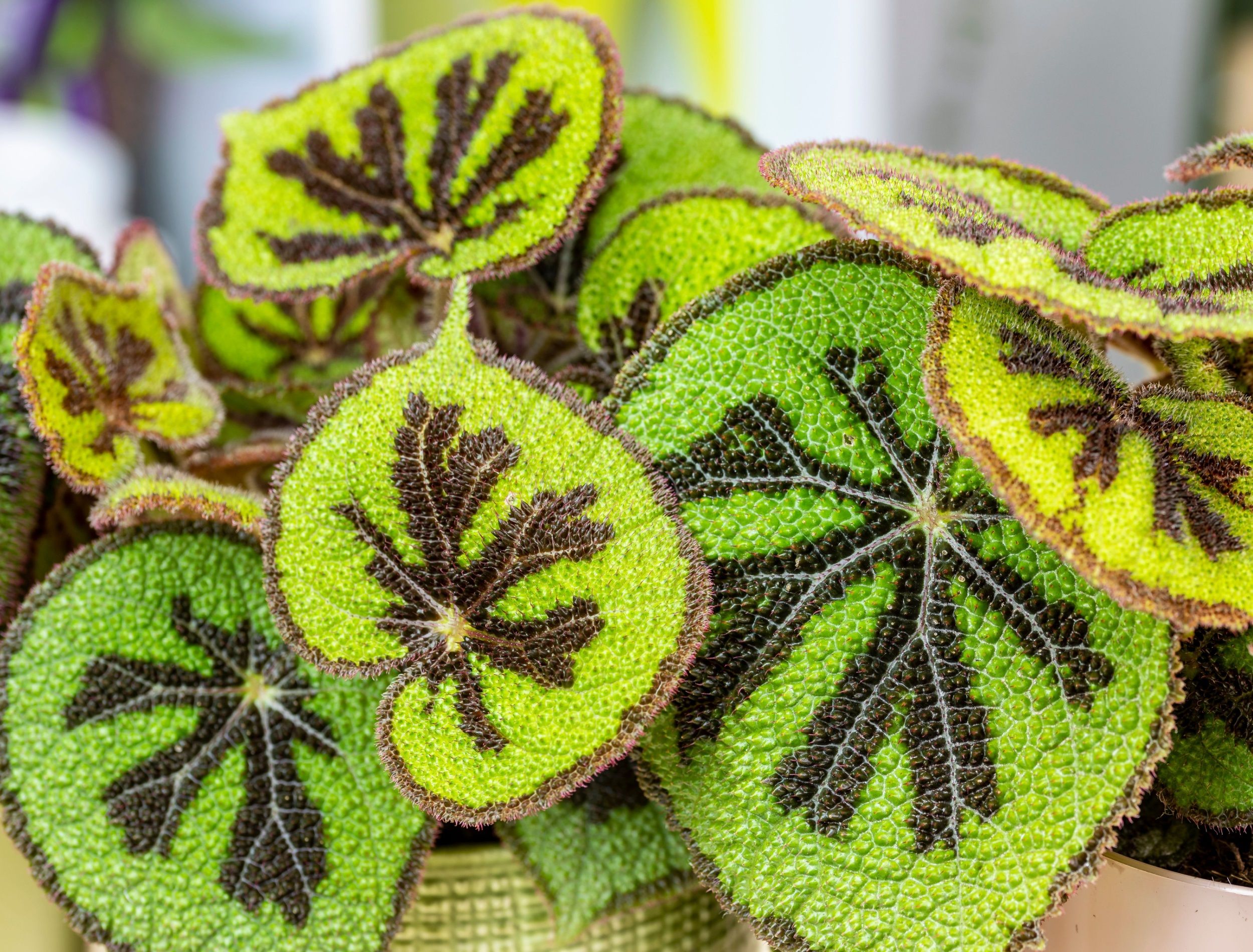 6 Beautiful Houseplants With Velvety Leaves