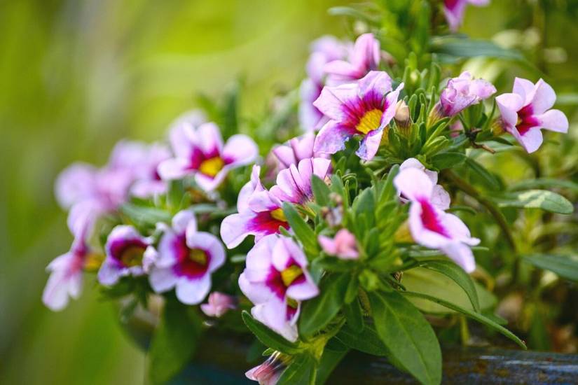 6 Longest Blooming Annual Flowers You Need in Your Garden