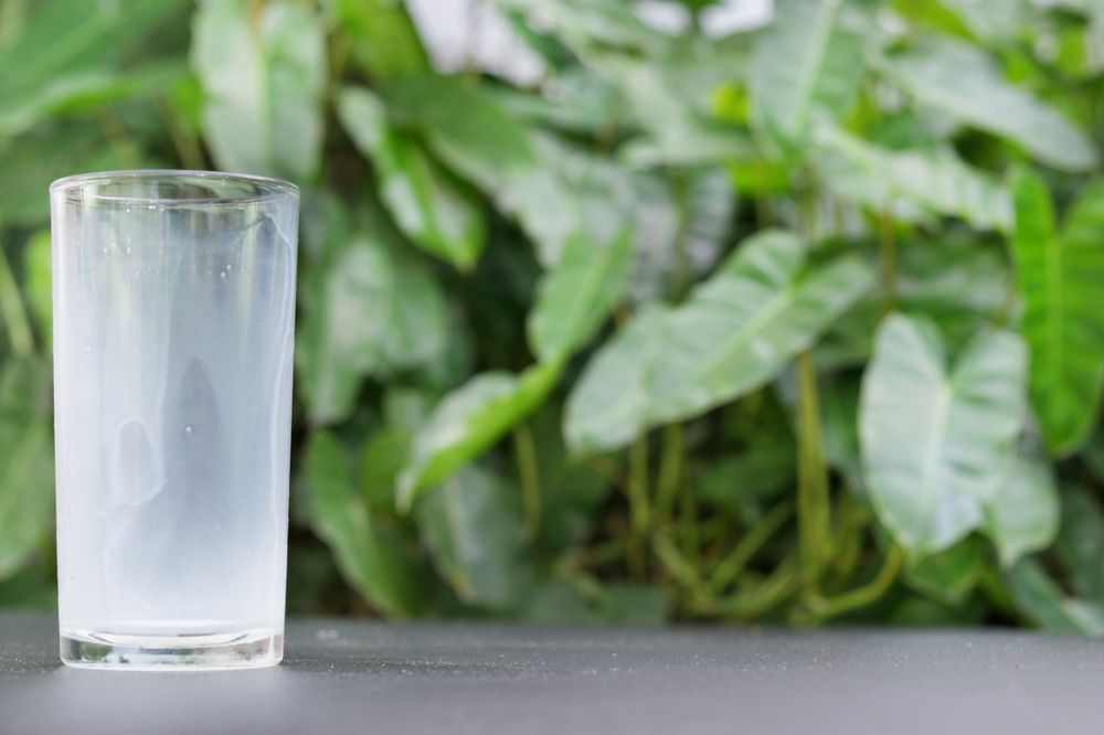 3 Surprising Ways to Use Milk for Your Plants