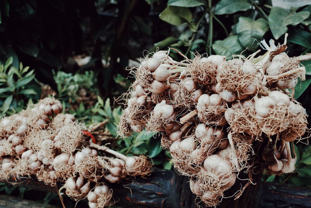 9 Plants to Plant With Basil