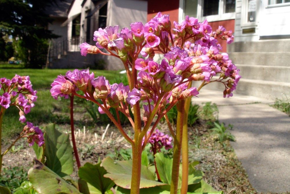 10 Most Beautiful Perennials That Bloom in Early Spring