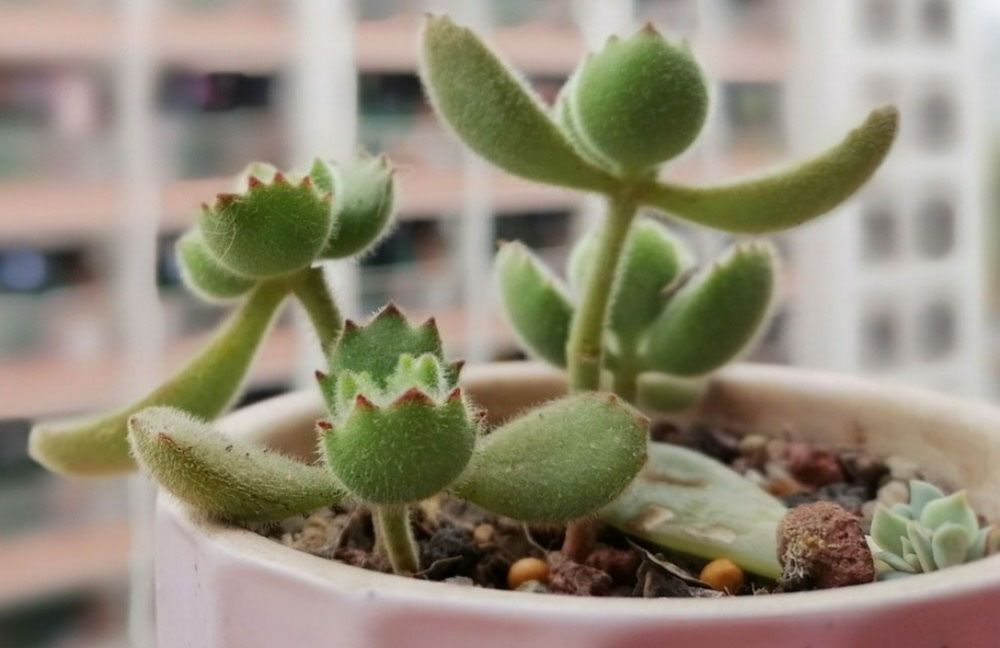 6 Beautiful Houseplants With Velvety Leaves