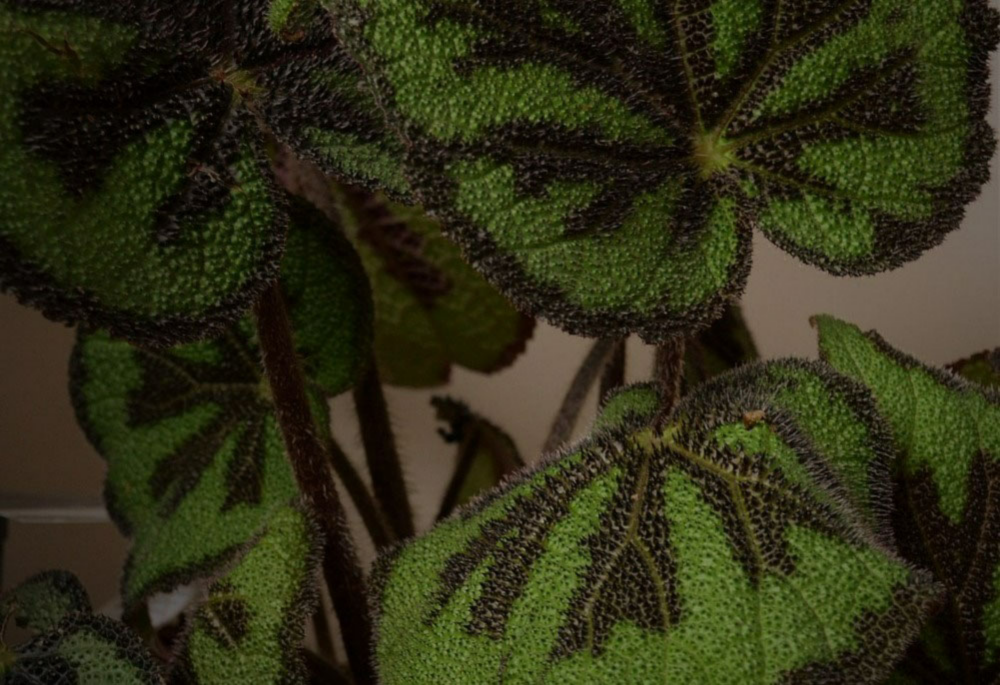 6 Beautiful Houseplants With Velvety Leaves