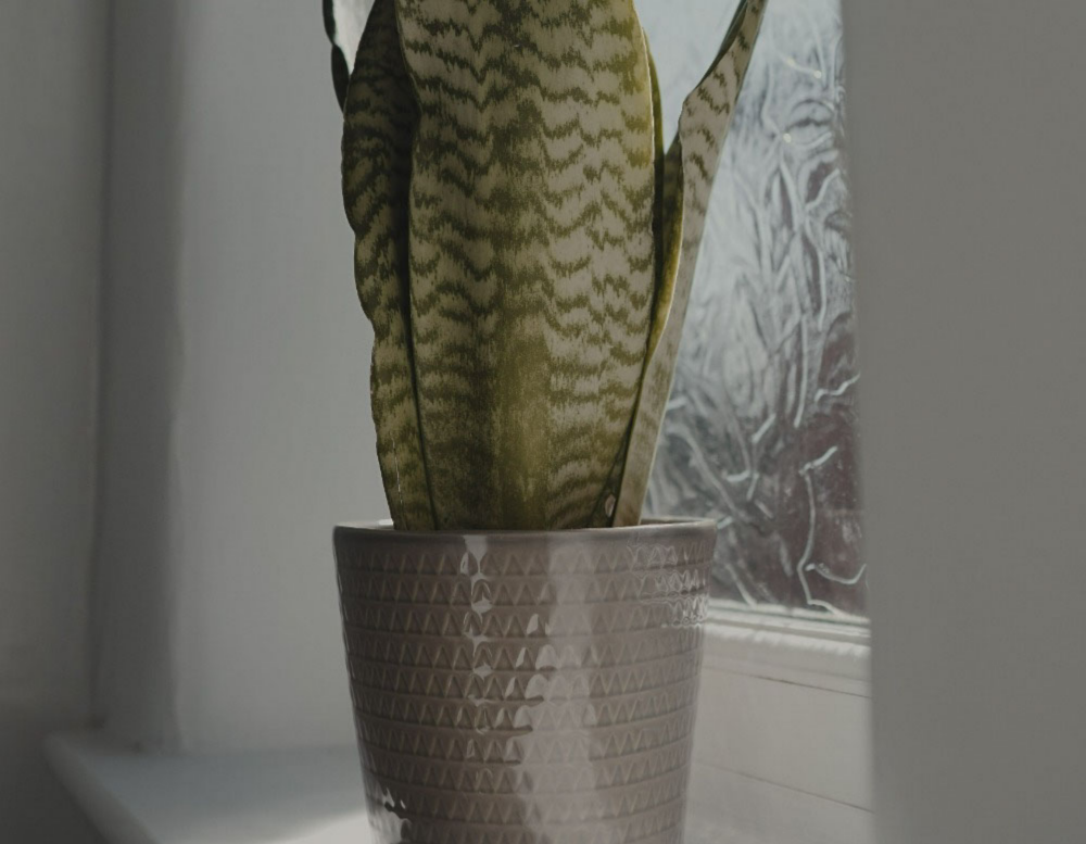 6 Houseplants to Grow on Your Windowsills