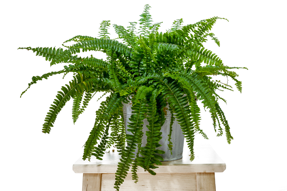 4 Benefits of Having a Boston Fern in Your Home