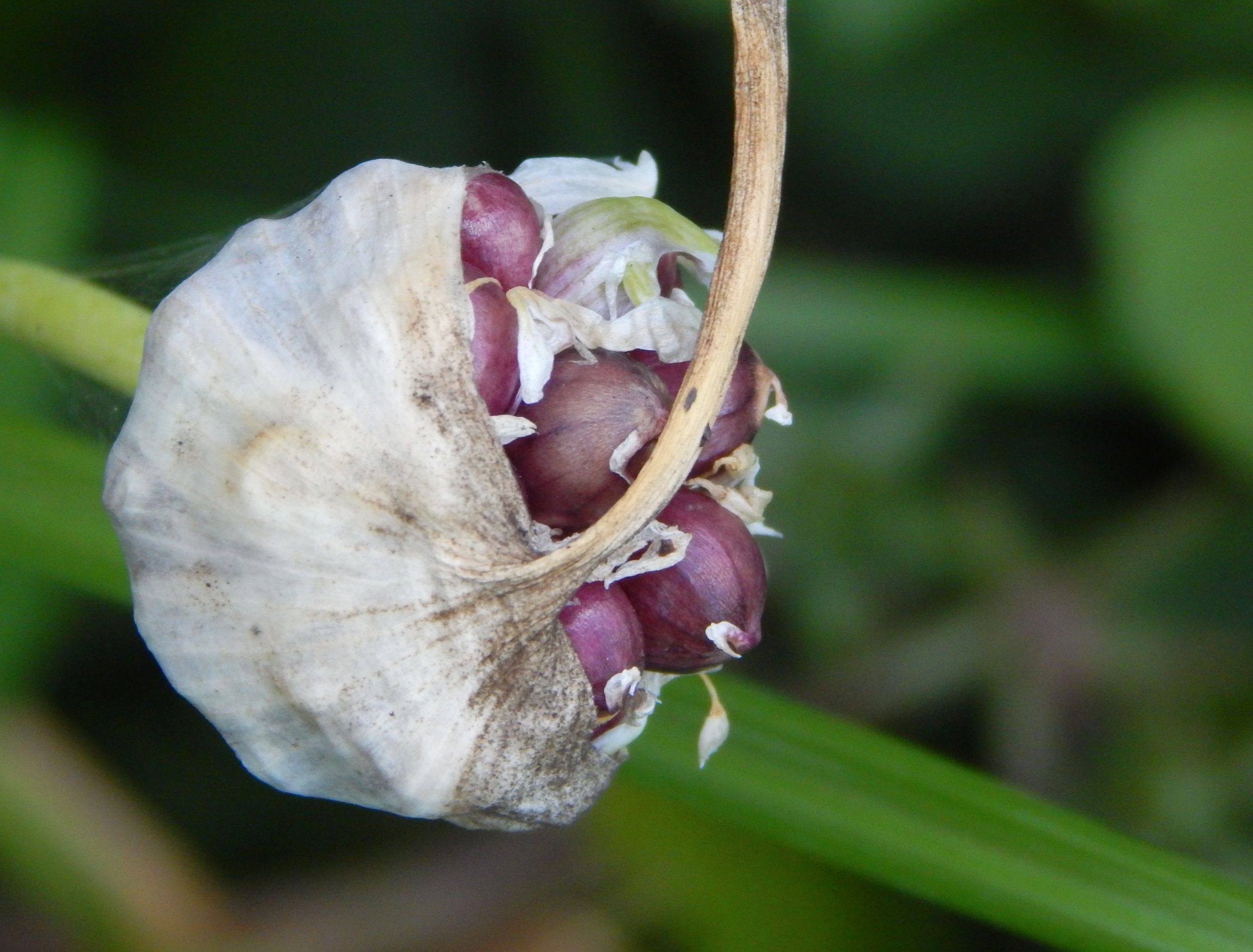 3 Ways to Propagate Garlic