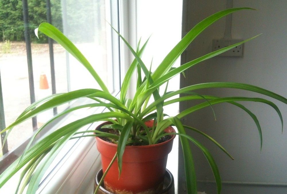 6 Types of Spider Plants For Your Home Garden