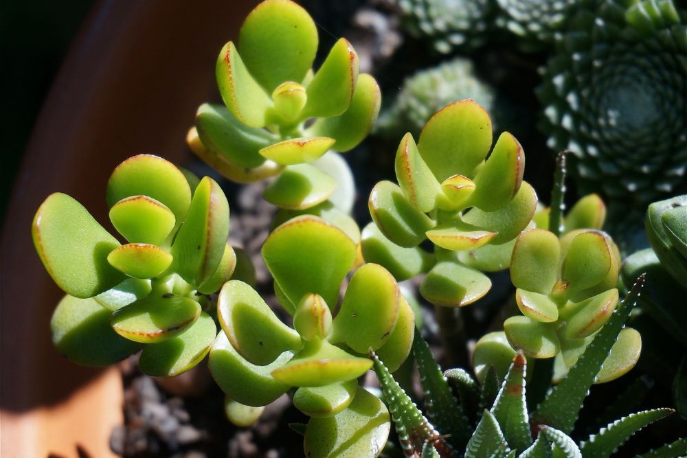 7 Benefits of Having a Jade Plant in Your Home