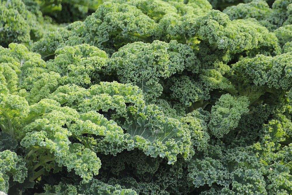 How to Grow and Care For Kale
