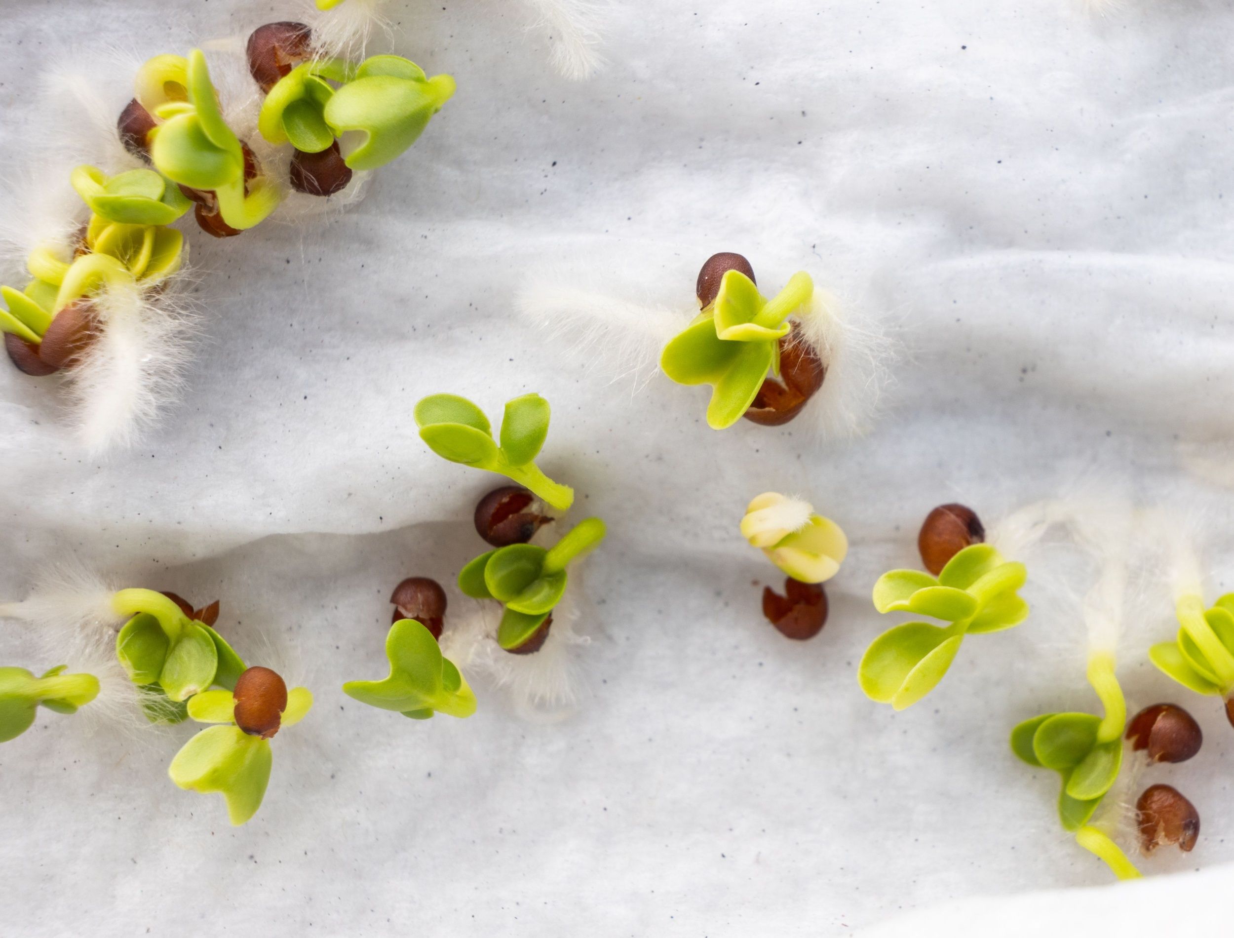How to Germinate Seeds in Paper Towels