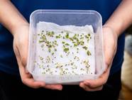 How To Germinate Seeds In Paper Towels