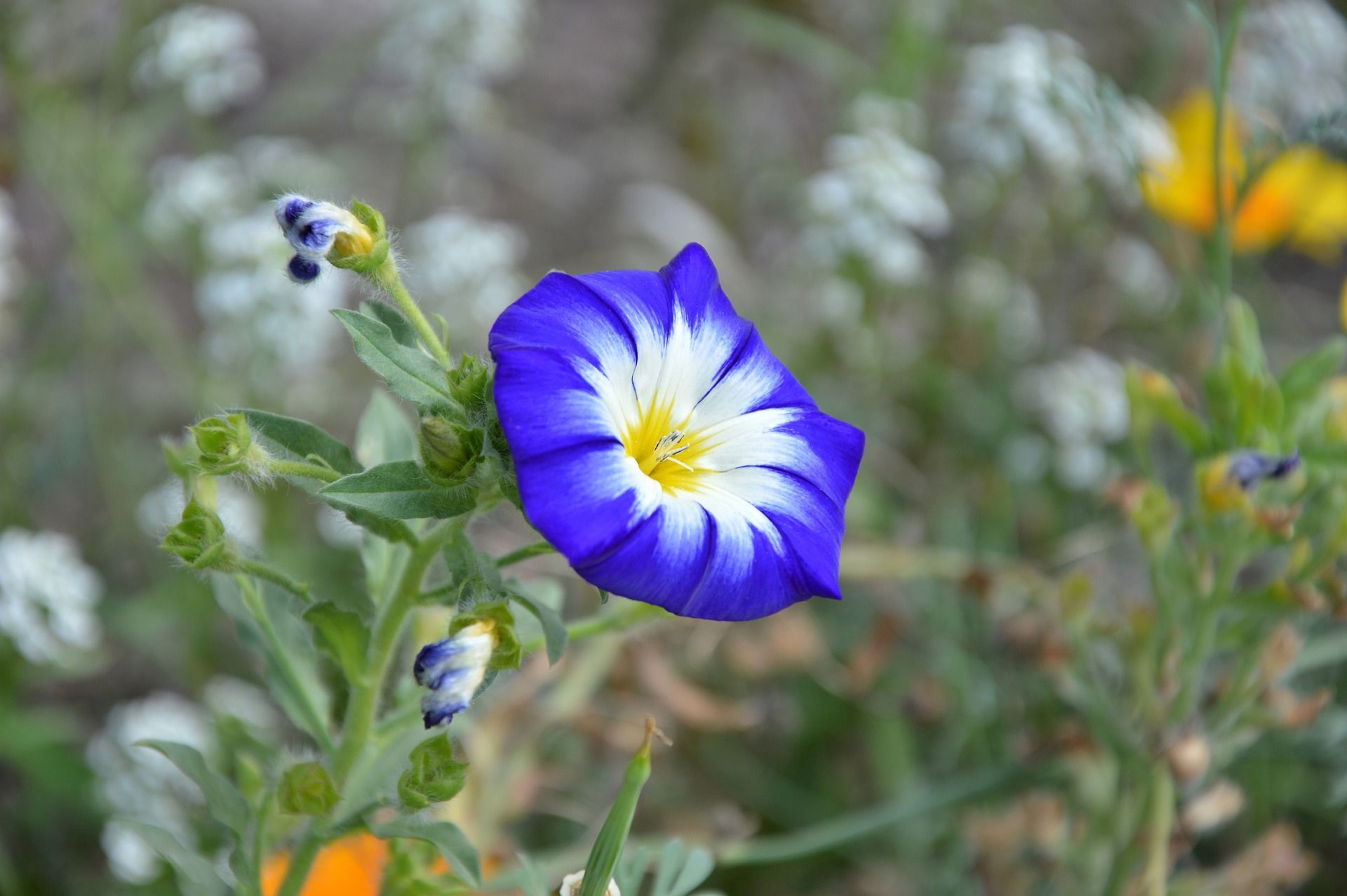 6 Easy Foundation Plants for Around Your Home