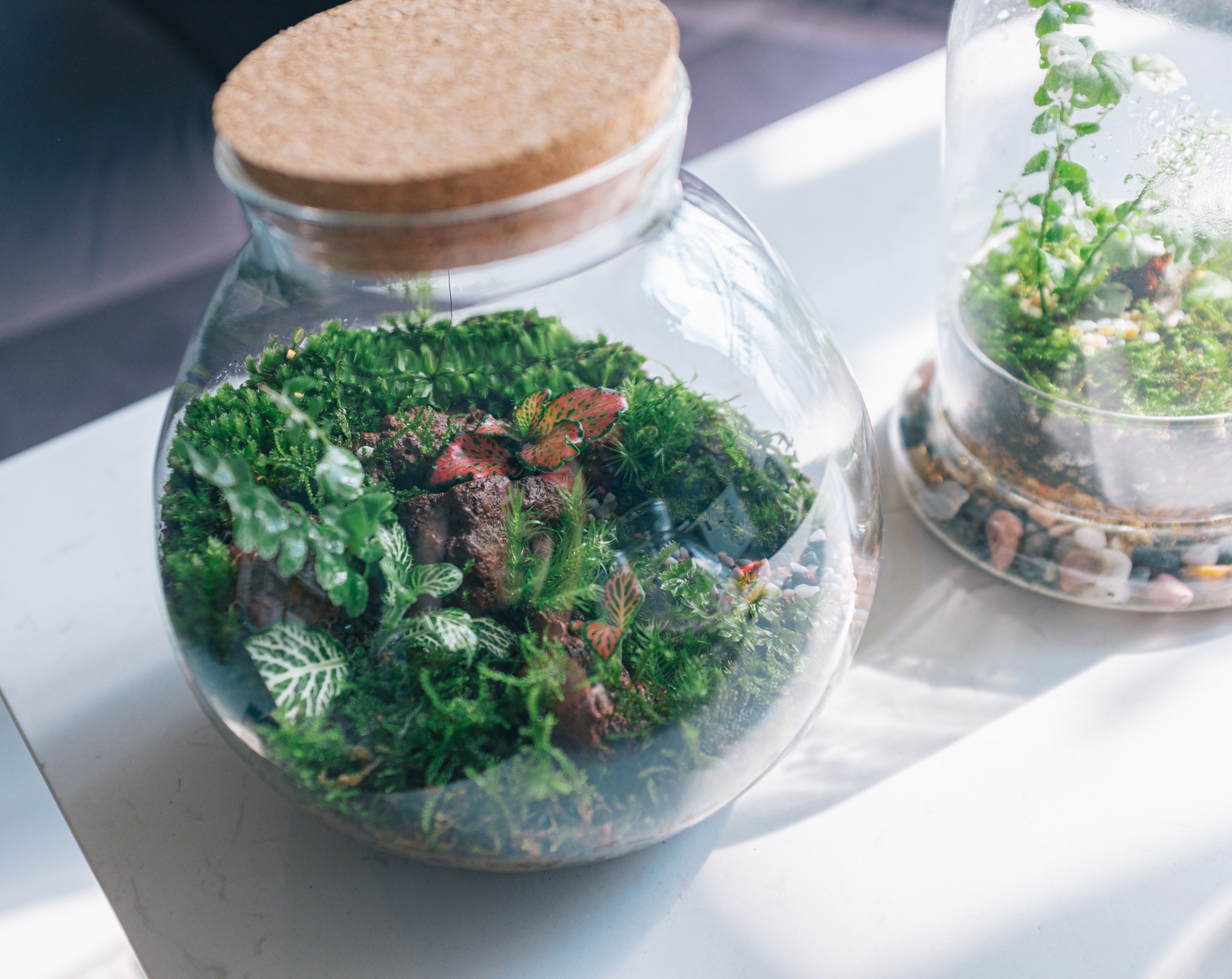 4 Tips For Making a DIY Terrarium Garden