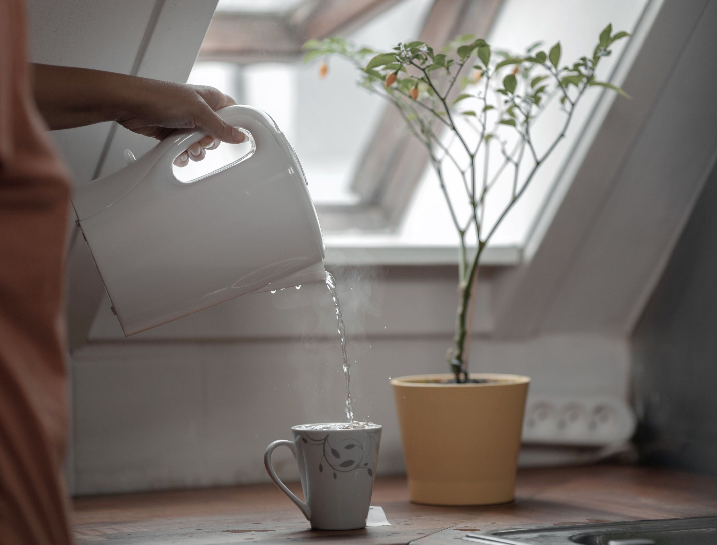 6 Common Problems With Your Lemon Tree