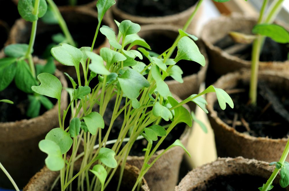 How To Grow Broccoli In Containers