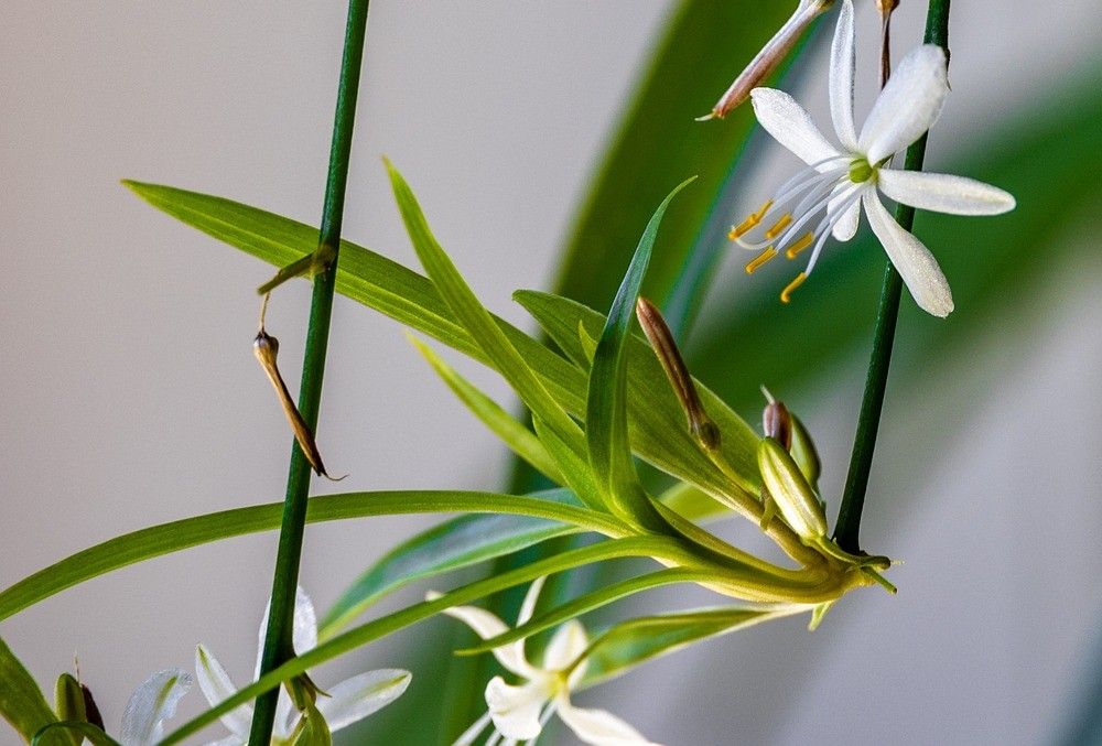 6 Types of Spider Plants For Your Home Garden
