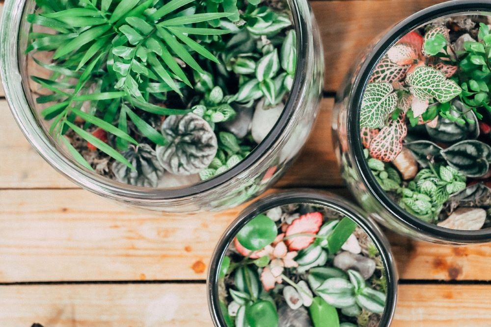 4 Tips For Making a DIY Terrarium Garden