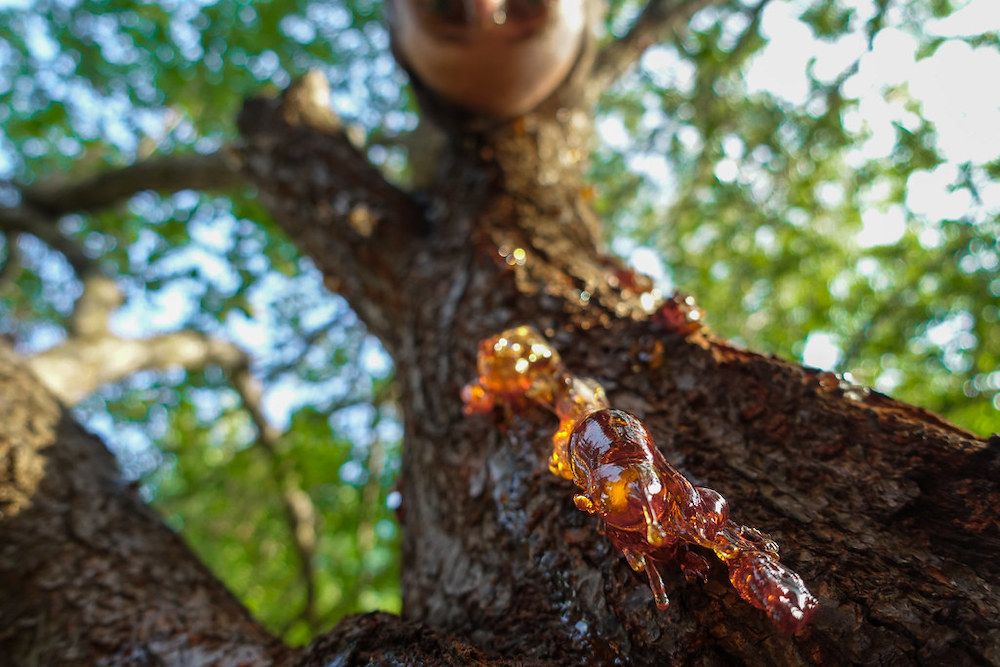 5 Clever Ways to Use Oatmeal in Your Garden