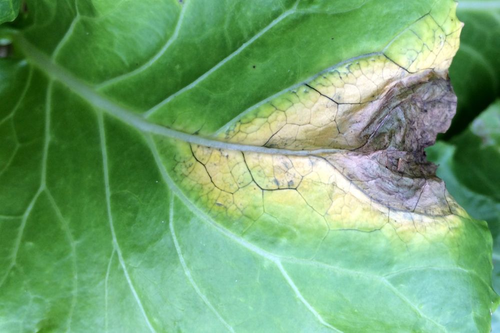 8 Tips For Growing Cabbage in Pots