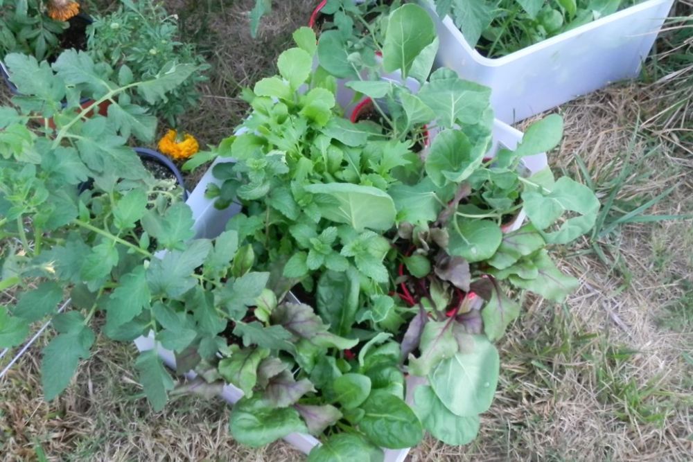 8 Tips For Growing Cabbage in Pots