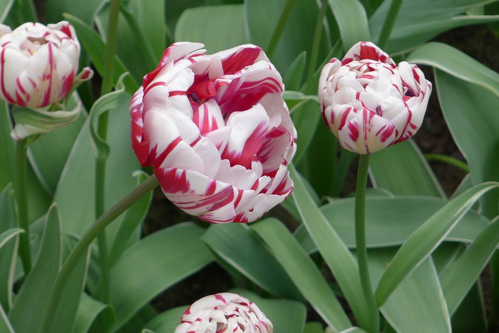 7 Types of Tulips for Your Spring Garden