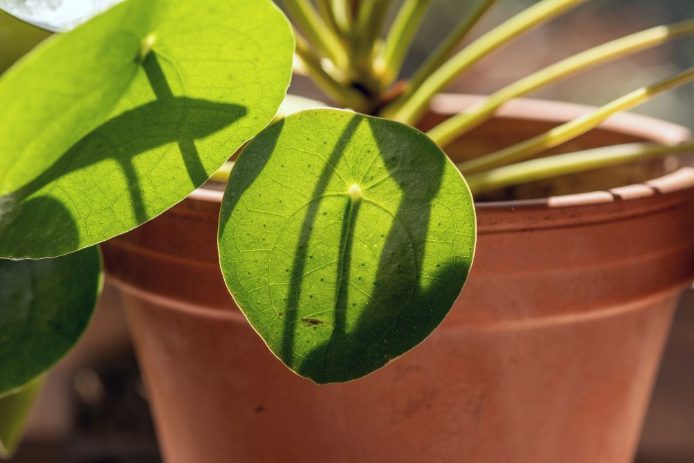 3 Tips For Growing a Chinese Money Plant