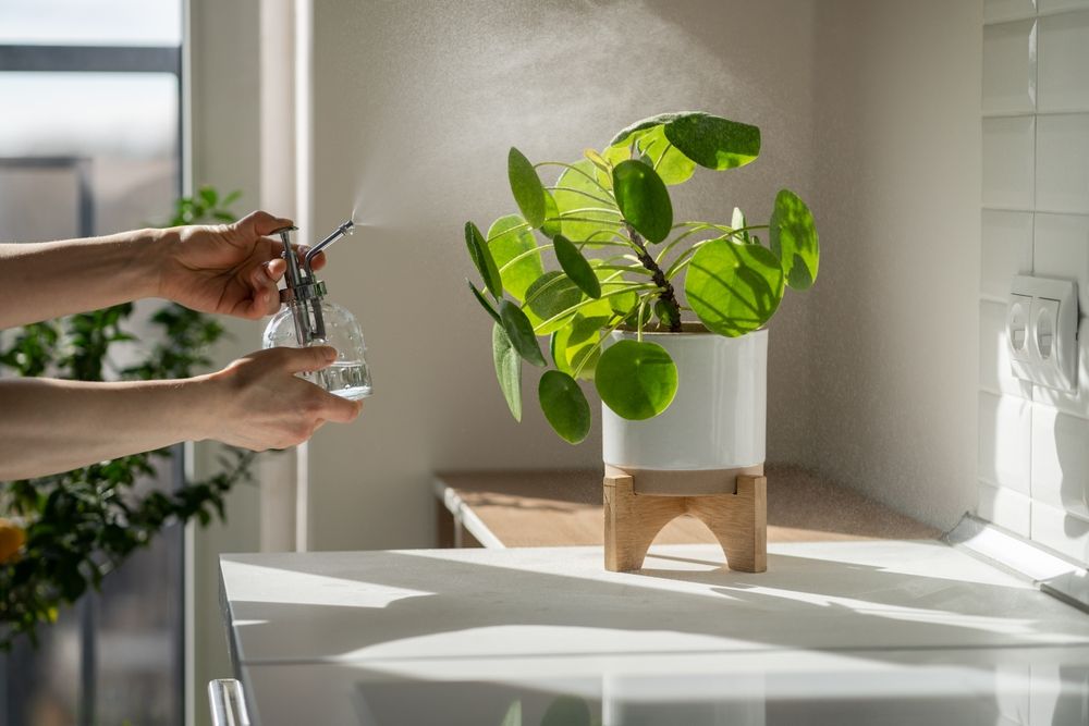 6 Benefits of Having a Chinese Money Plant in Your Home