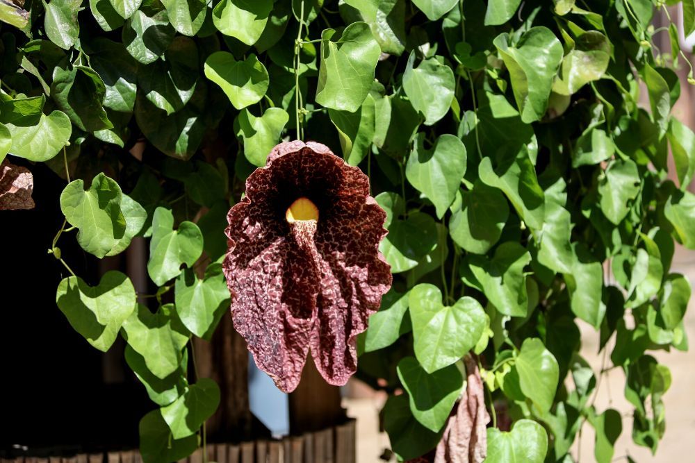 5 Best Flowering Vines for Shade 5 Best Flowering Vines for Shade