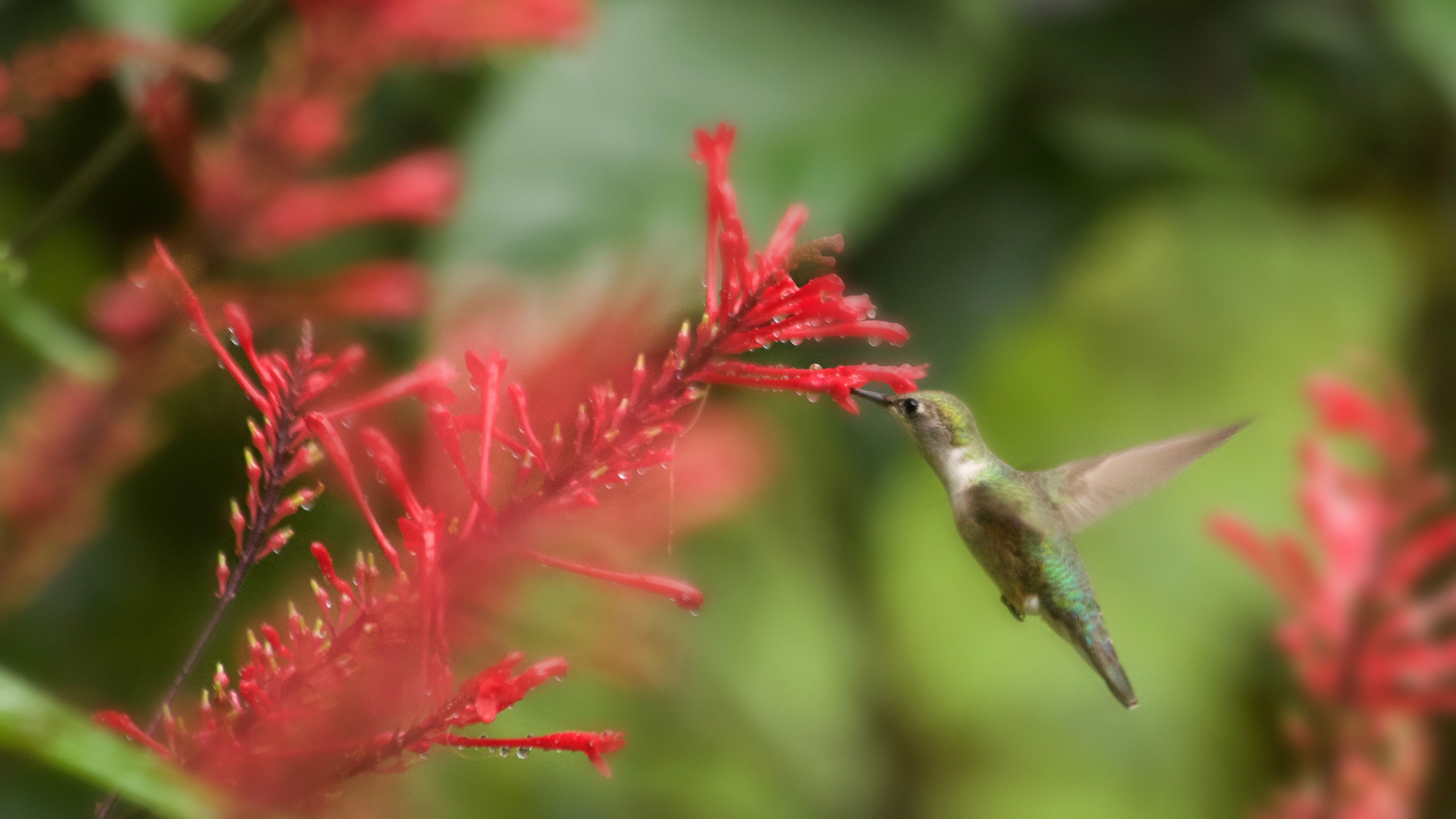10 Plants That Attract Hummingbirds to Your Garden