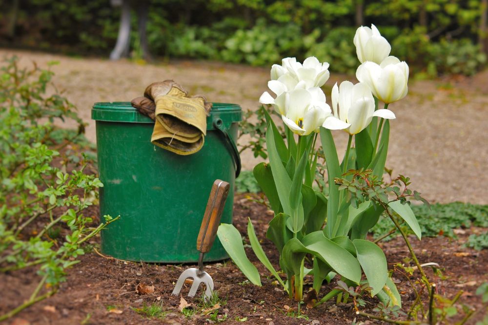 7 Tips for Growing Tulips in Your Garden
