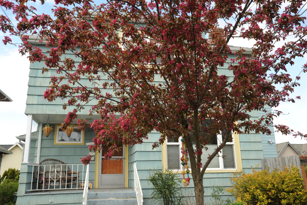 8 Beautiful Trees That Bloom in Spring