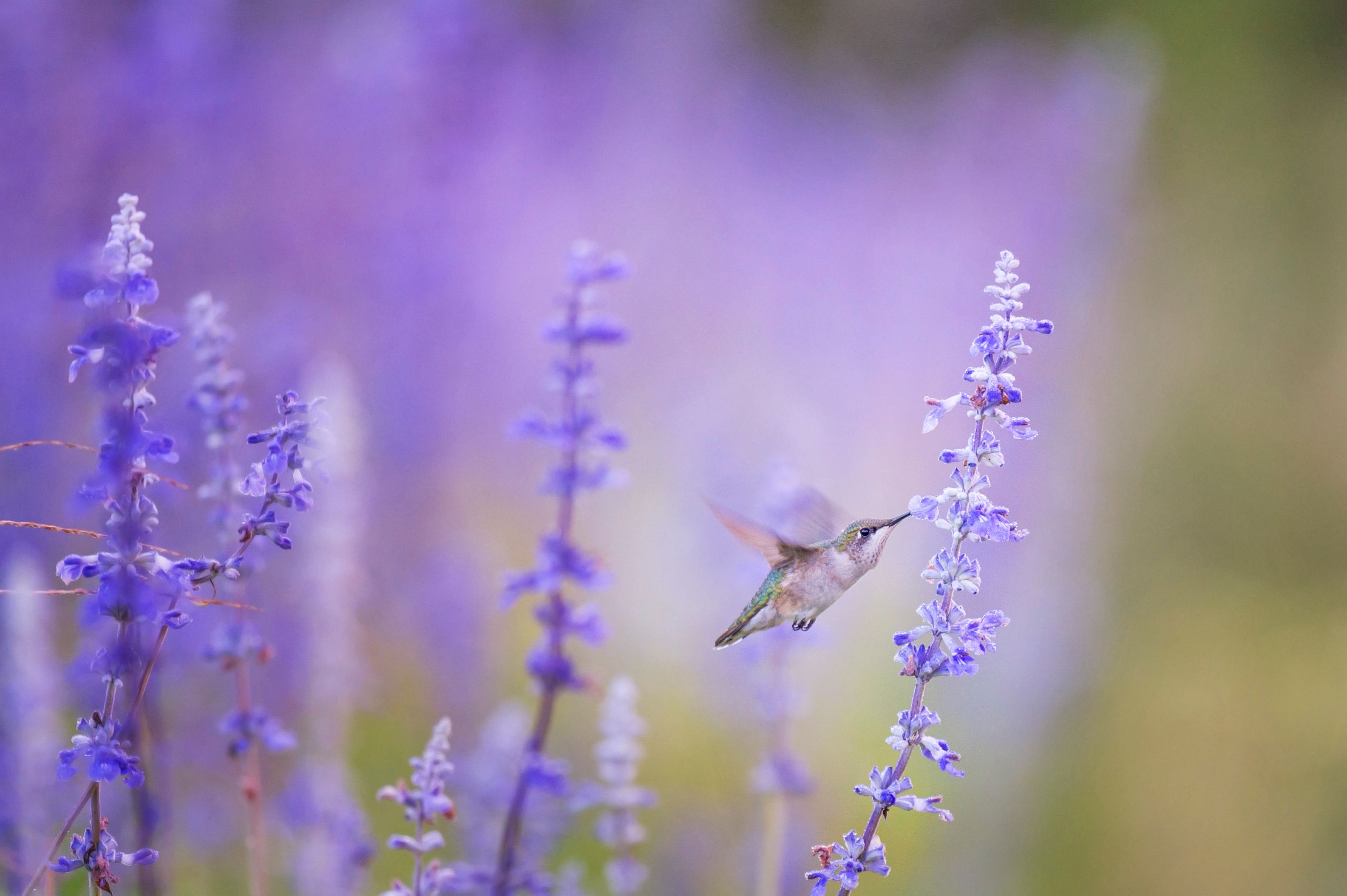 10 Plants That Attract Hummingbirds to Your Garden