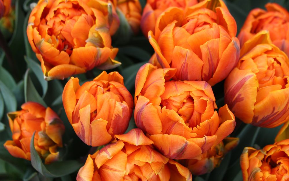 7 Types of Tulips for Your Spring Garden