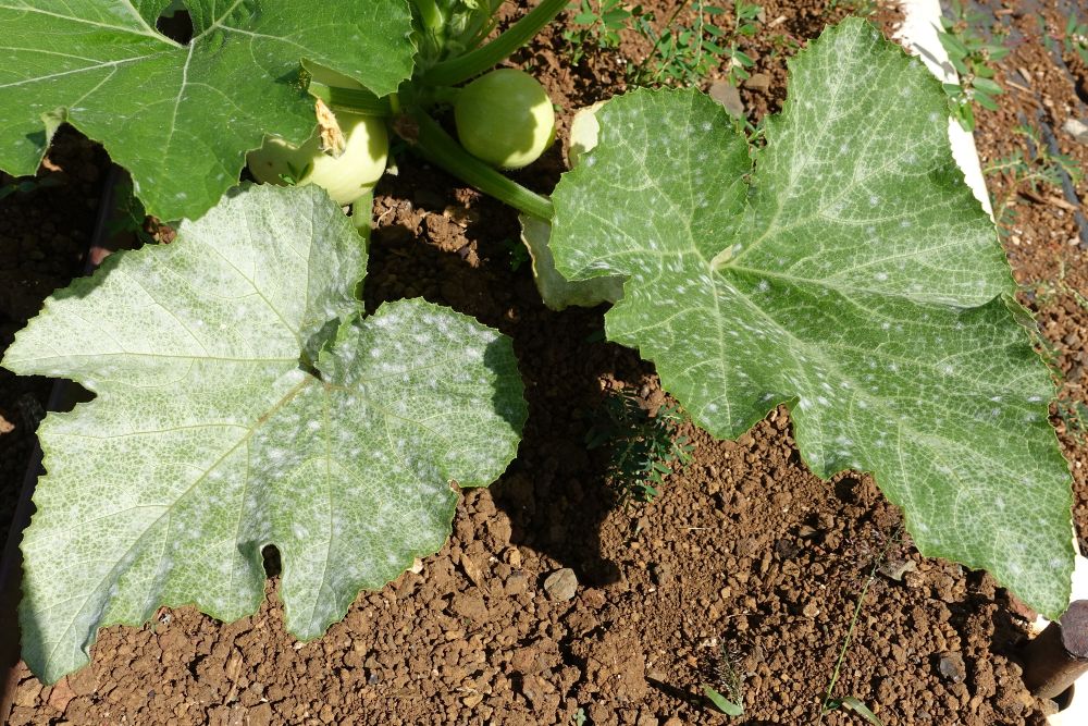 Why You Should Use Urine in Your Garden
