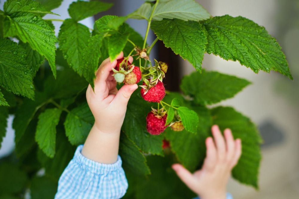 6 Tips For Growing Raspberries in Pots