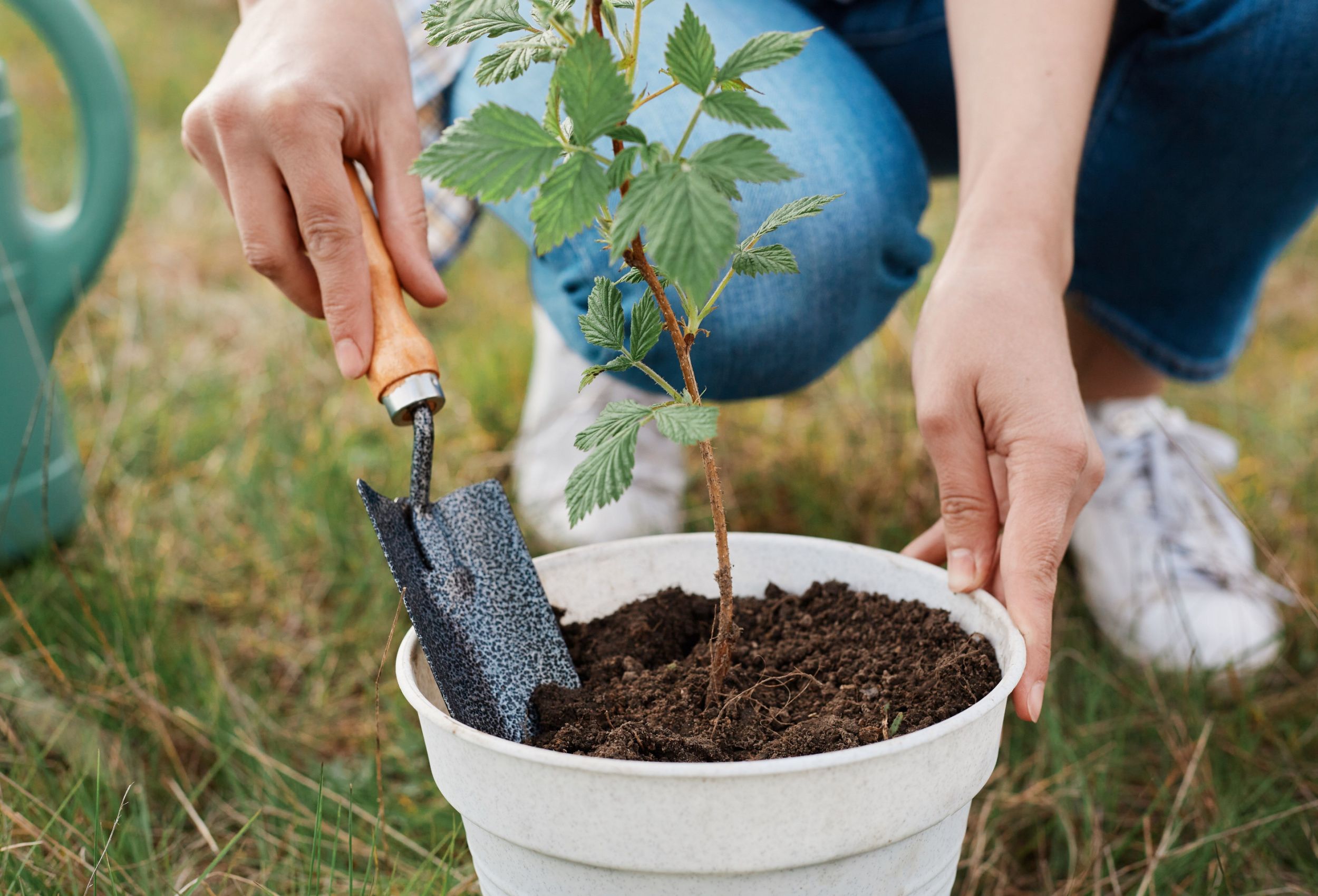 6 Tips For Growing Raspberries in Pots