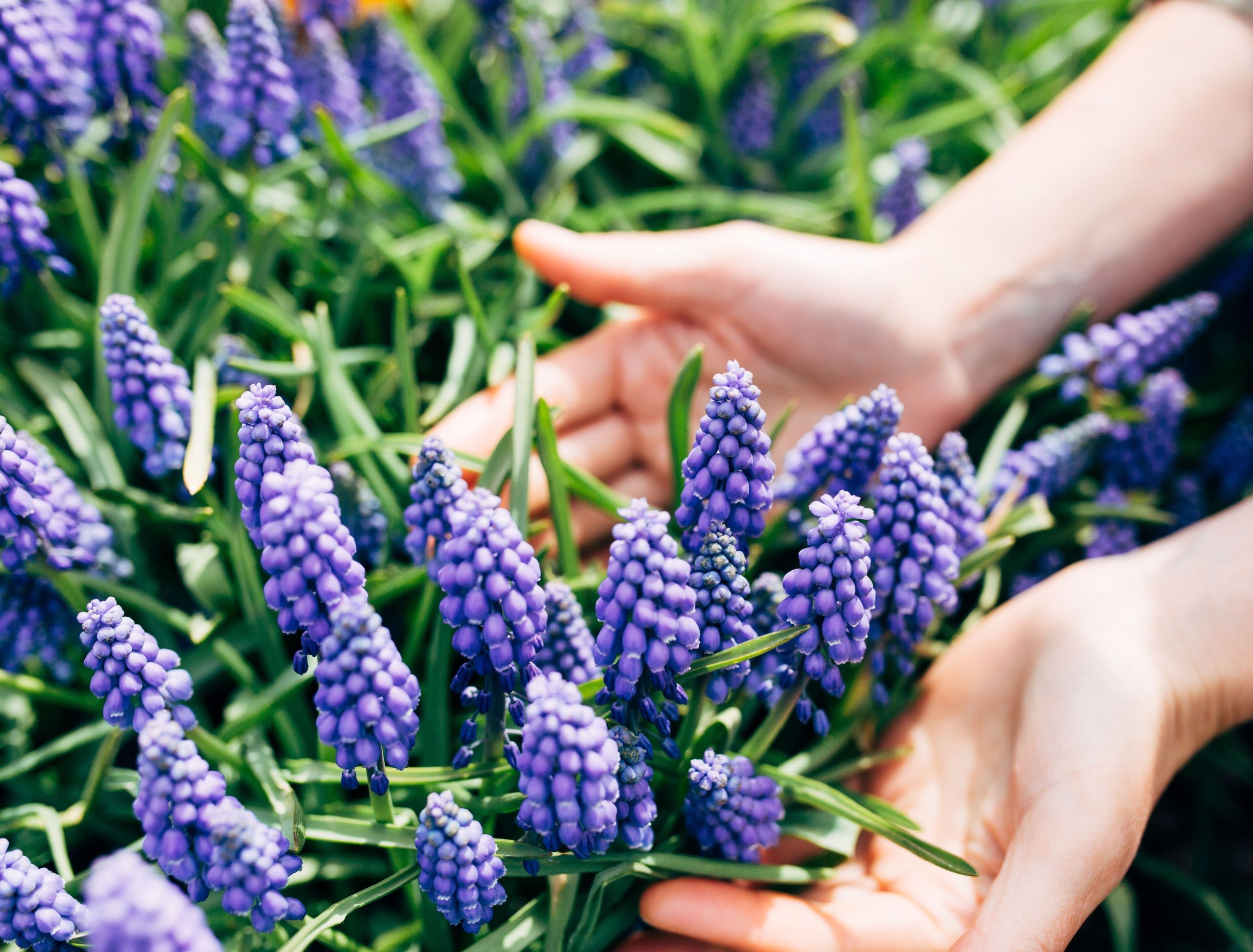 7 Beautiful Flowers That Bloom in Spring