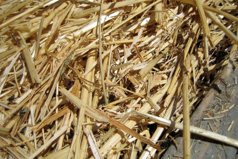 How to Keep Birds From Eating Newly Sown Grass Seed