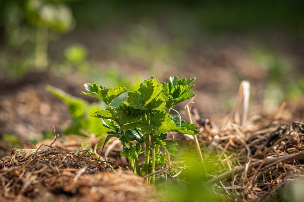 How To Grow Celery From a Stalk