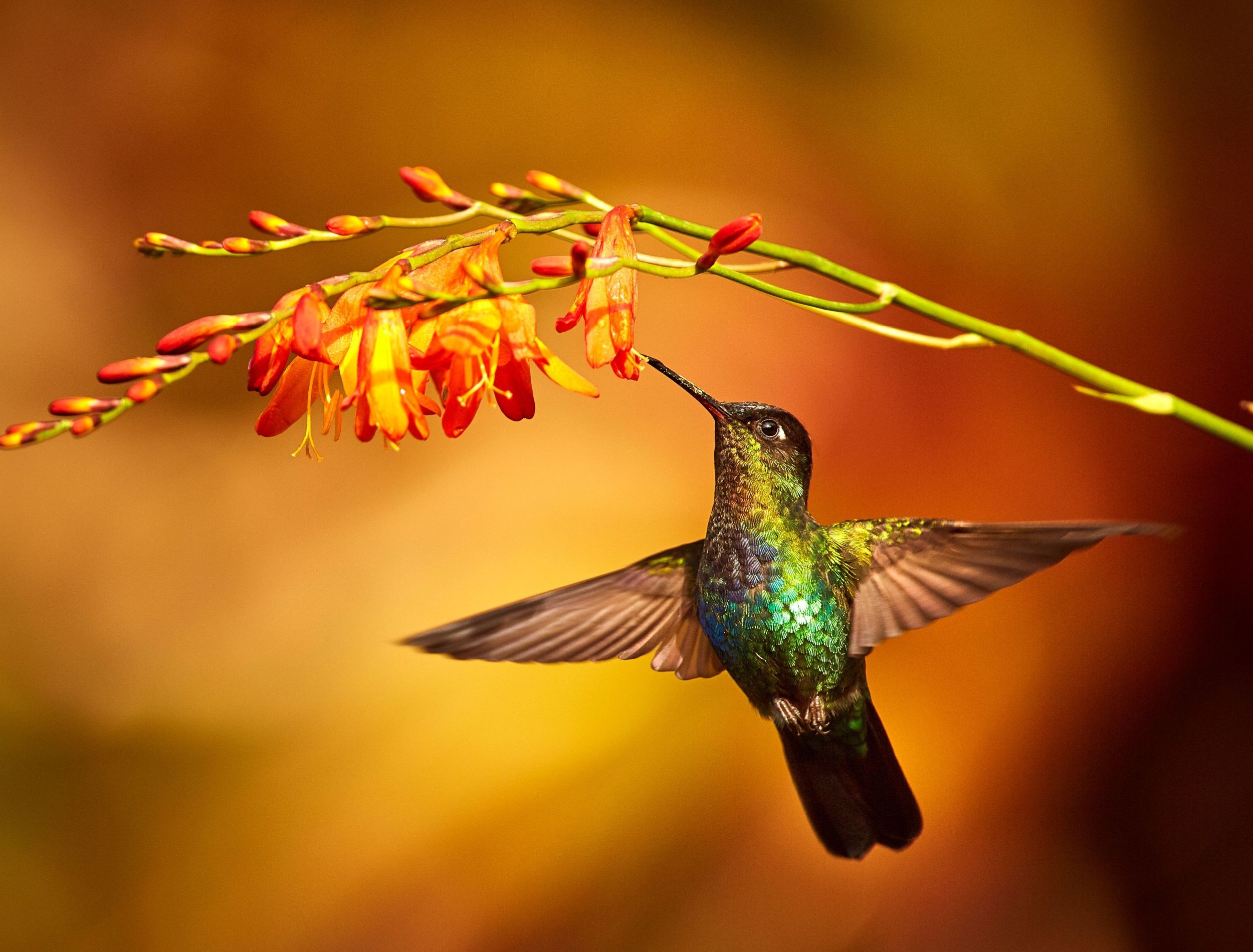 Colorful Hummingbirds With Flowers