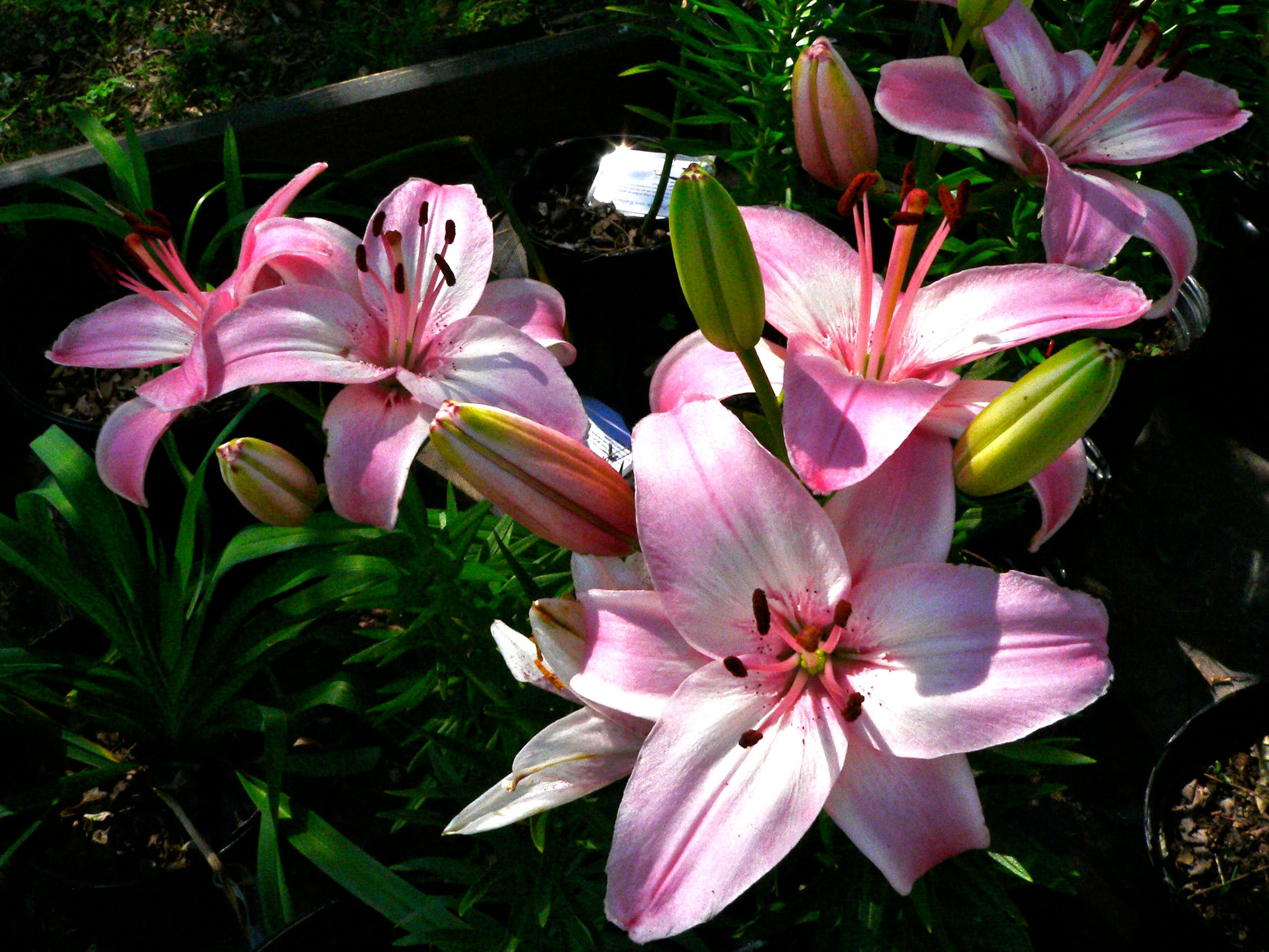 6 Types of Lilies To Grow in Your Garden