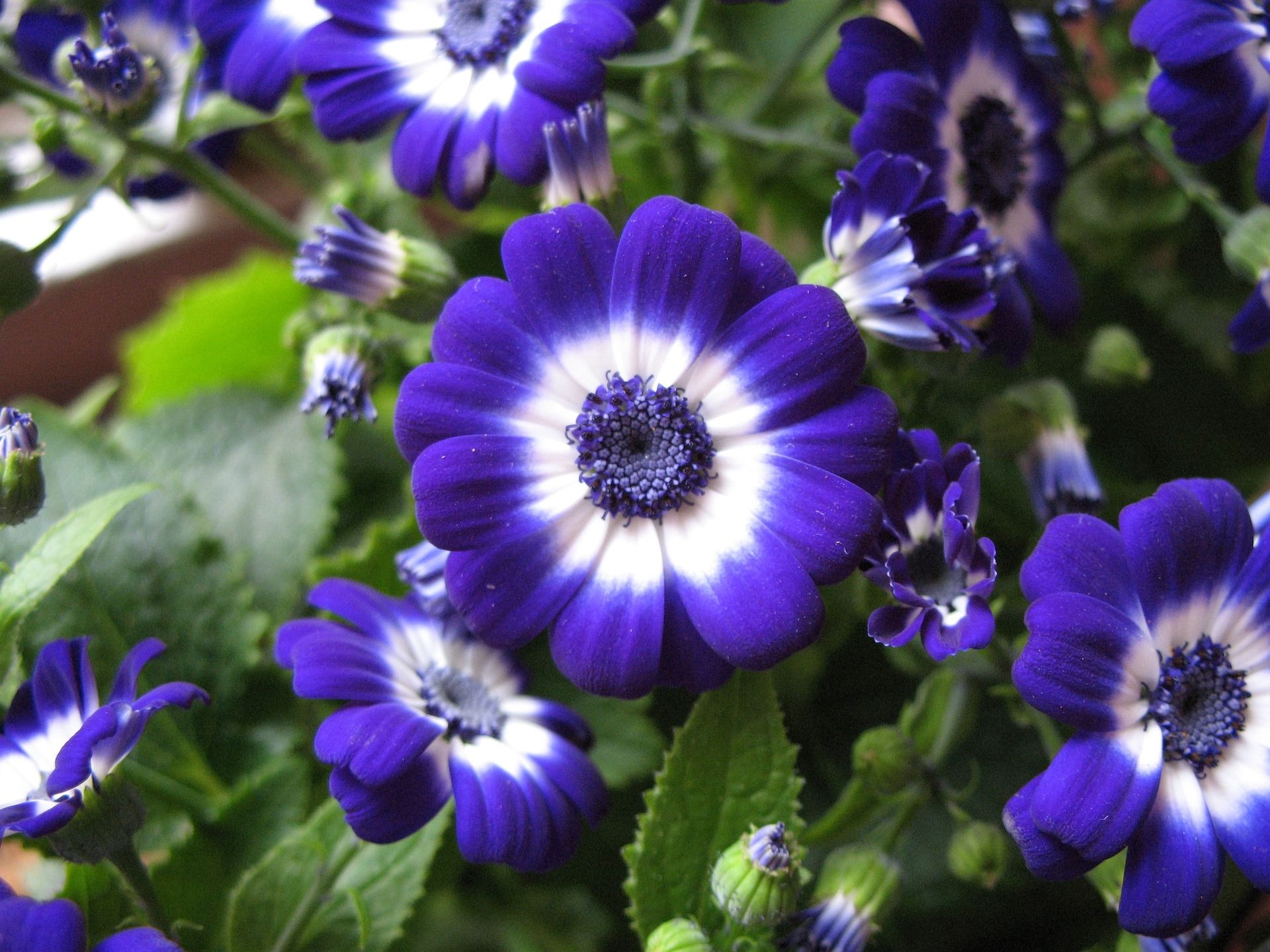 5 Plants Perfect for Your Small Garden