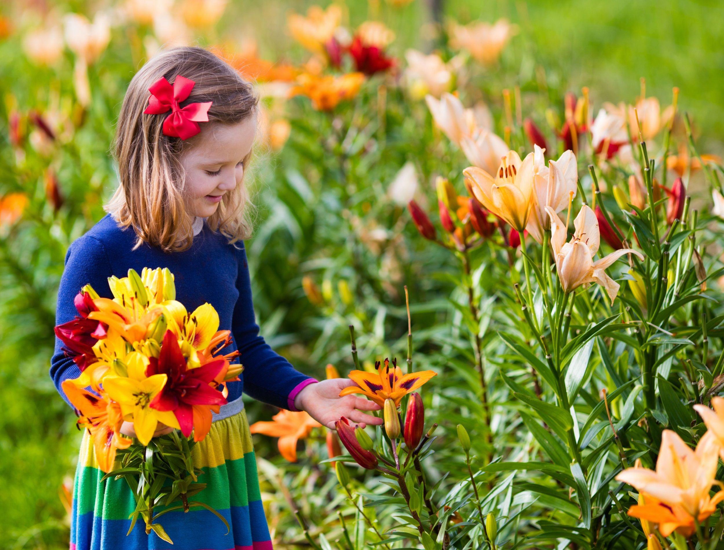 6 Types of Lilies To Grow in Your Garden