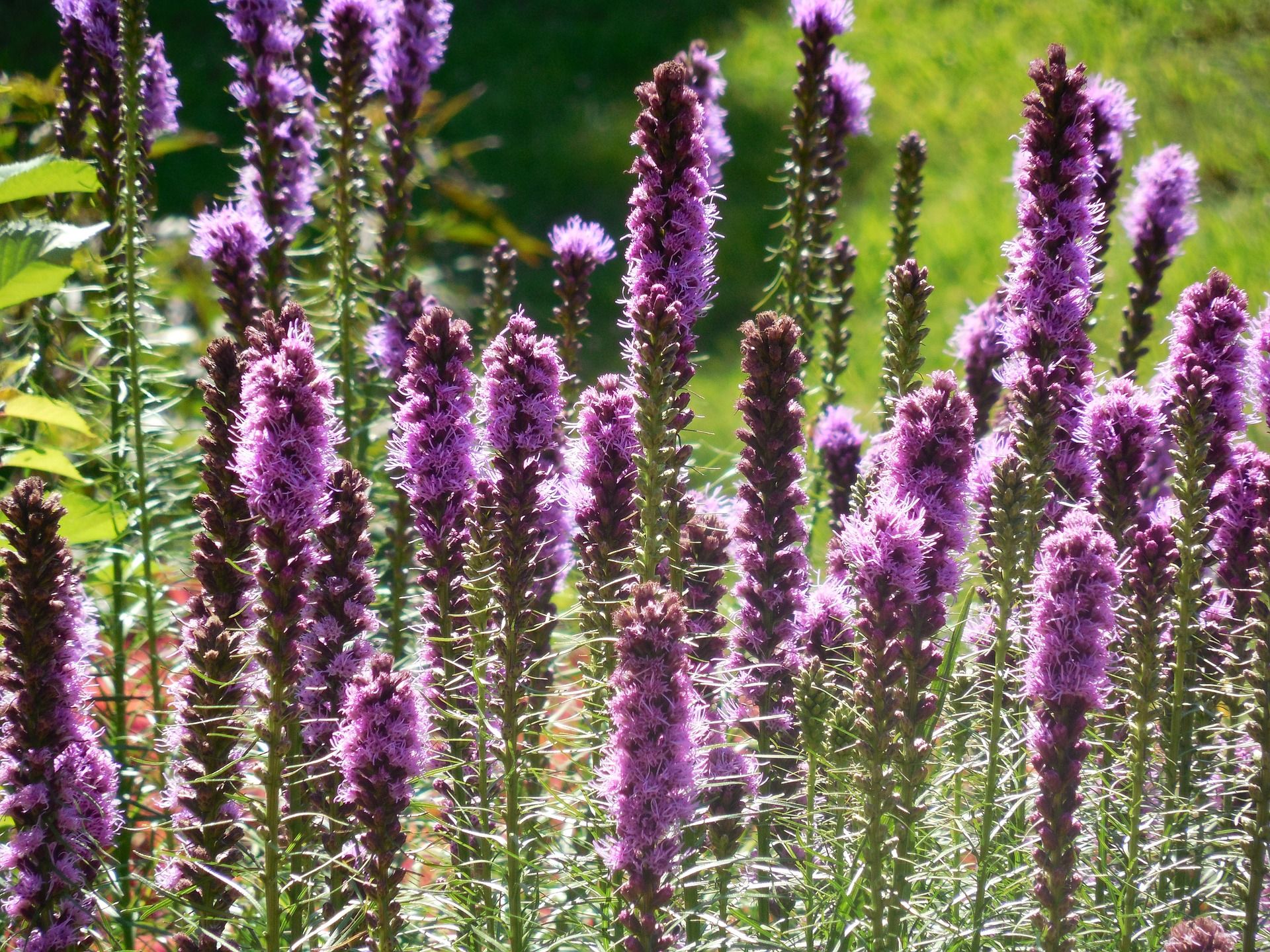 6 Purple Perennial Flowers for Your Garden