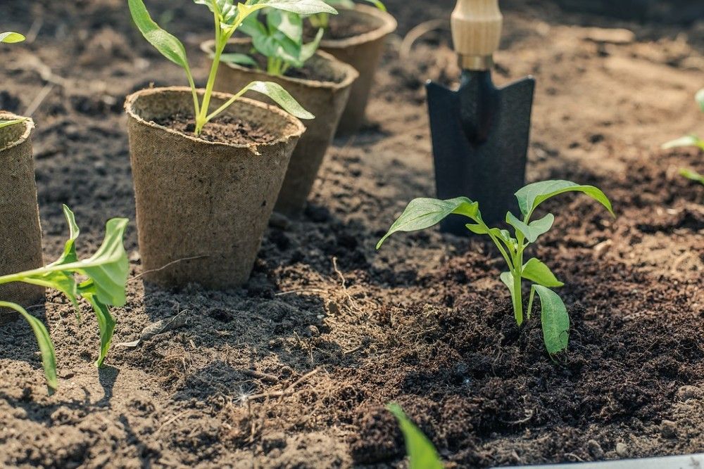 How Far Apart Should You Plant Peppers