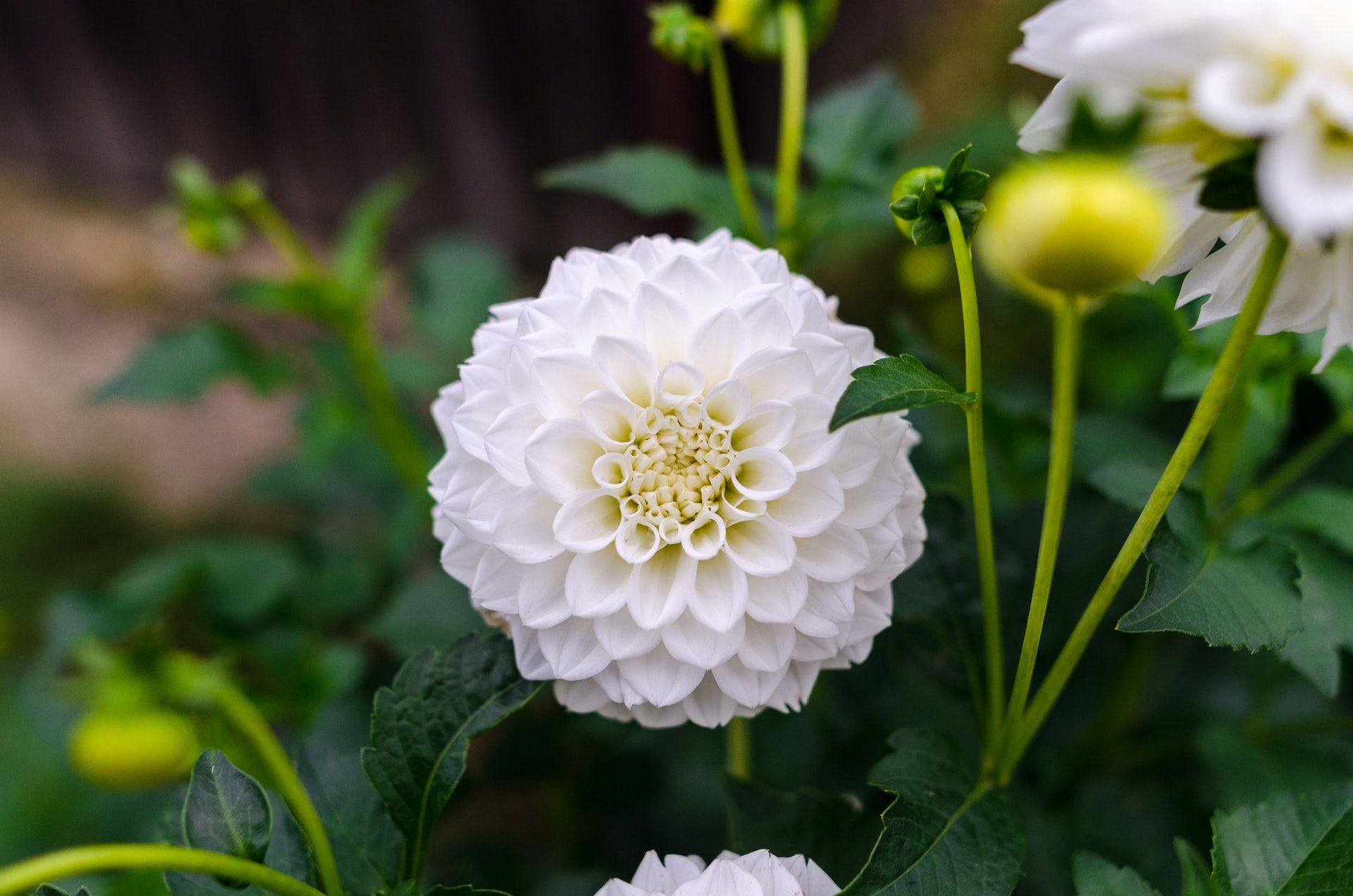 5 White Flowers to Brighten Your Landscape