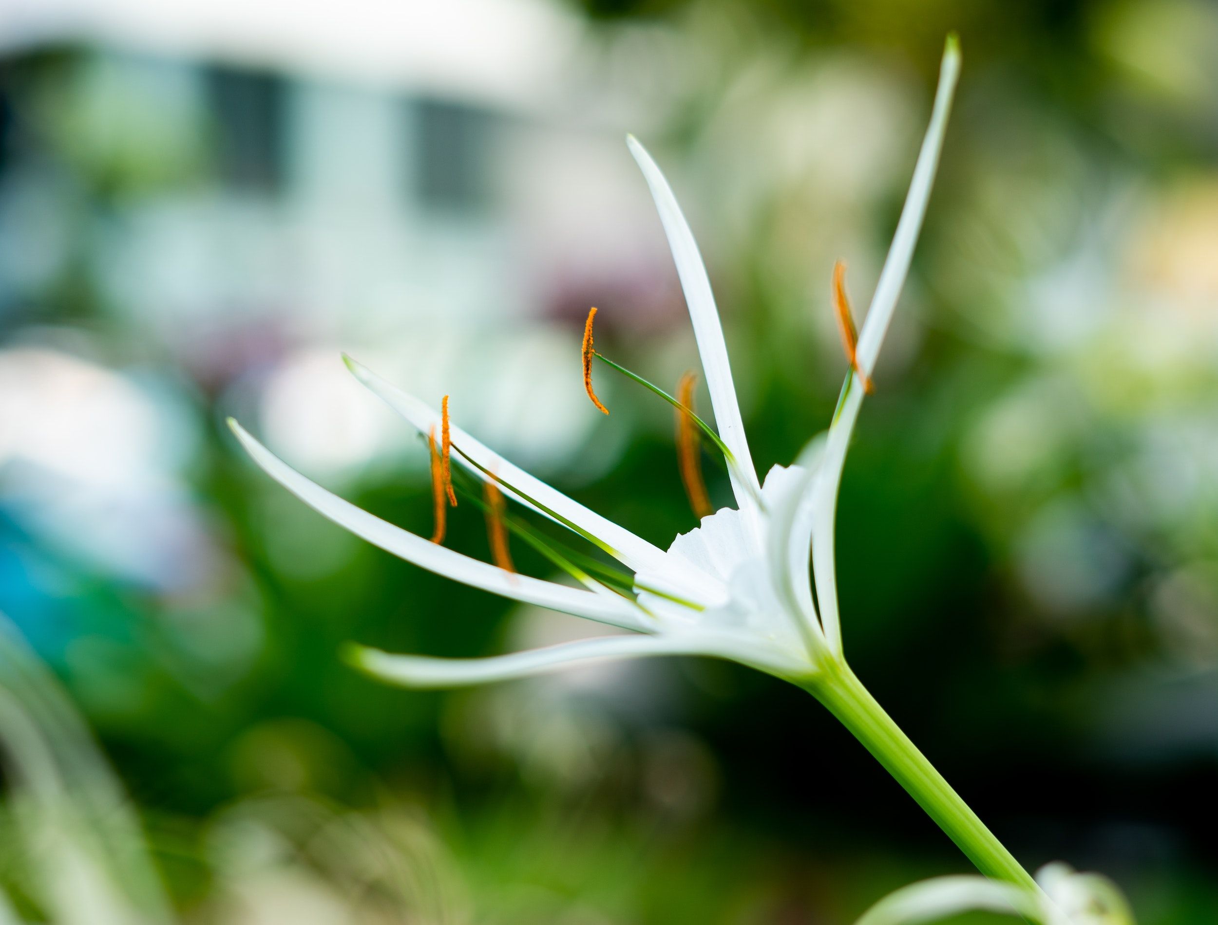 10 Plants That Attract Hummingbirds to Your Garden