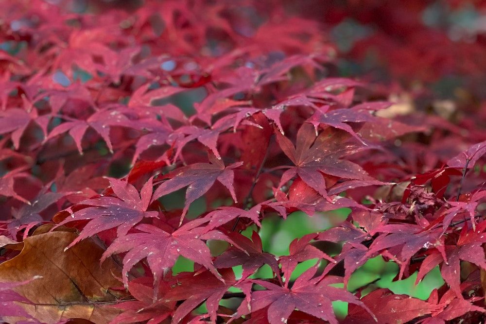 6 Best Low-Light Outdoor Plants